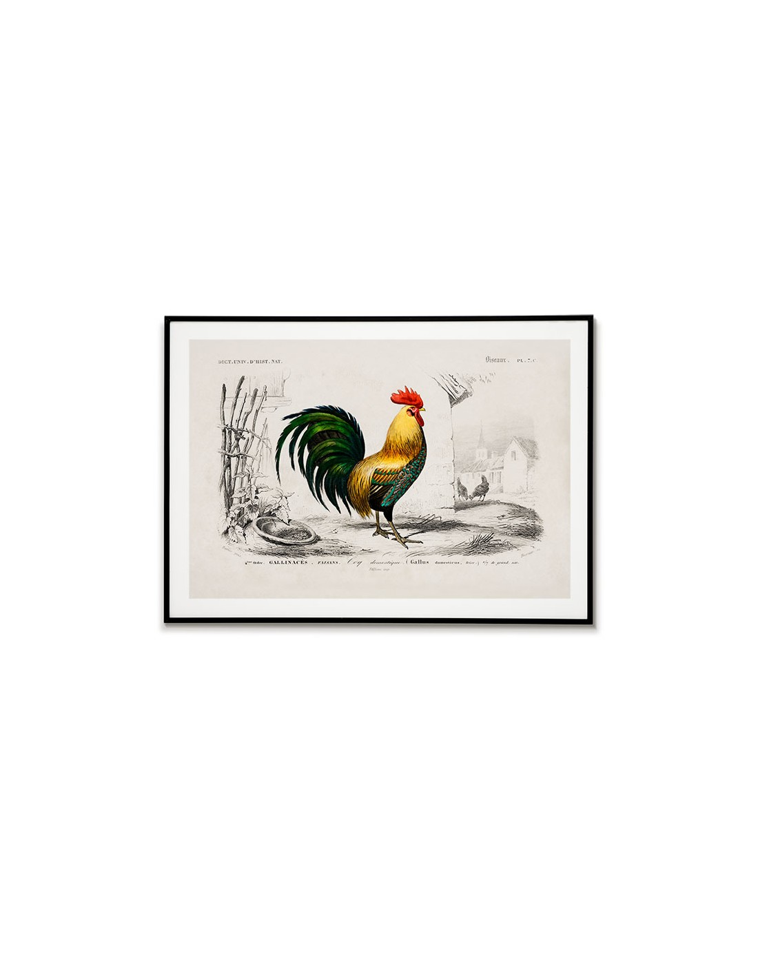 Rooster poster - Vintage wall art